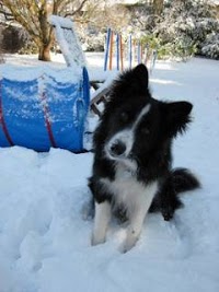 Arbury Road Veterinary Surgery in Cambridge, Cambridgeshire CB4 2JE