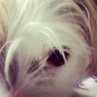 Two Rivers Vets in Peebles, The Scottish Borders EH45 8JF