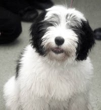 Victoria Veterinary Centre in Glossop, Derbyshire SK13 8HT