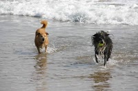 Victoria Veterinary Centre in Glossop, Derbyshire SK13 8HT