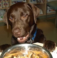 Victoria Veterinary Centre in Glossop, Derbyshire SK13 8HT